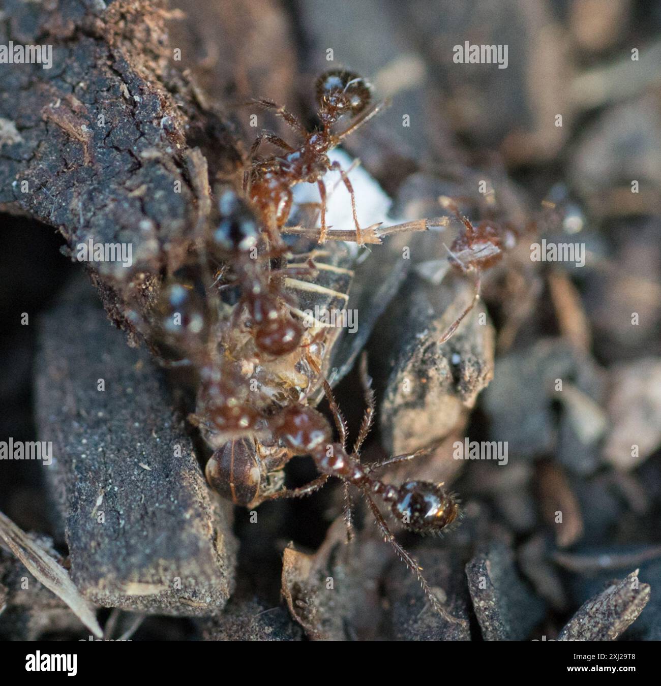 Red Imported Fire Ant (Solenopsis invicta) Insecta Stock Photo - Alamy