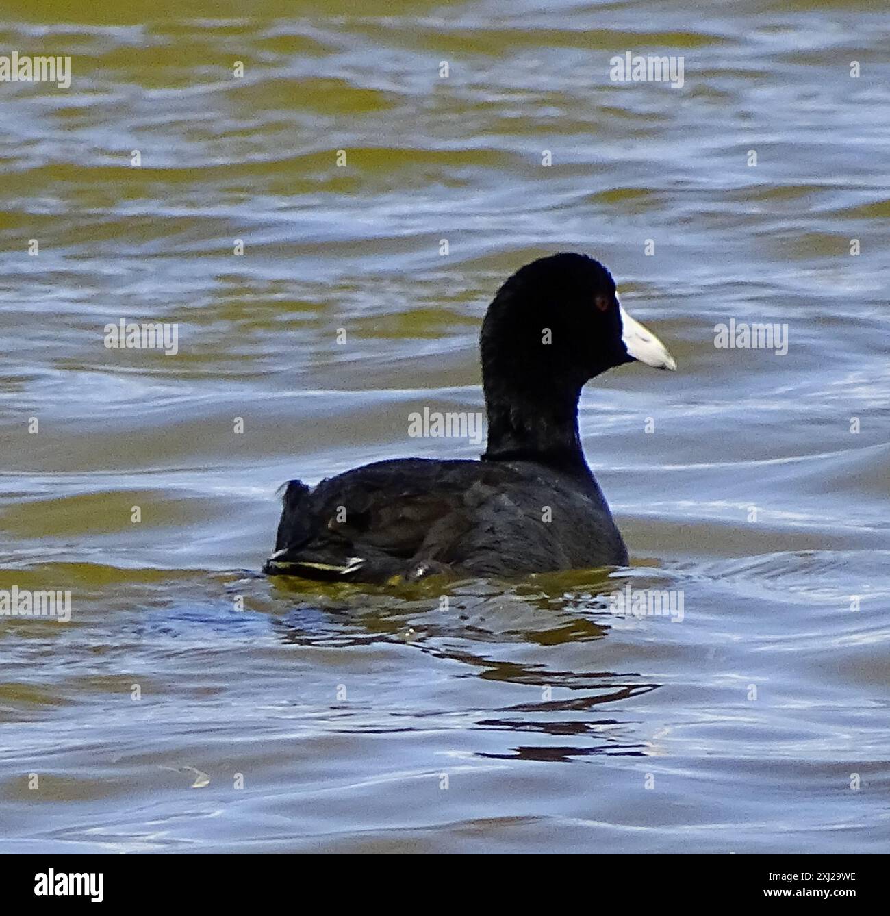 Hawaiian Coot (Fulica alai) Aves Stock Photo - Alamy