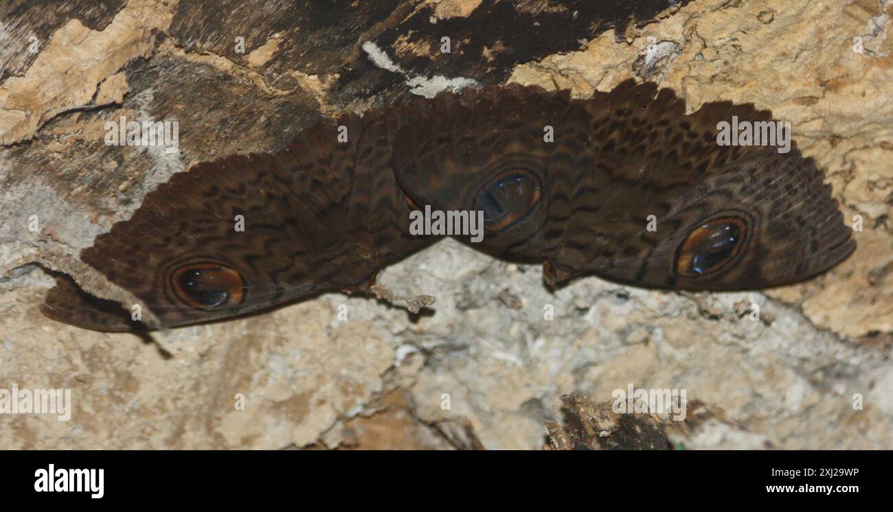 Common Owl Moth (Erebus macrops) Insecta Stock Photo - Alamy