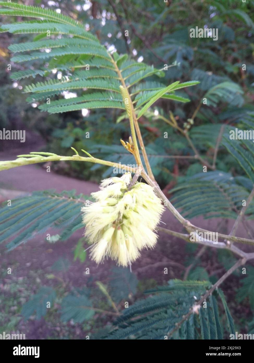 Plume Albizia (Paraserianthes lophantha) Plantae Stock Photo - Alamy