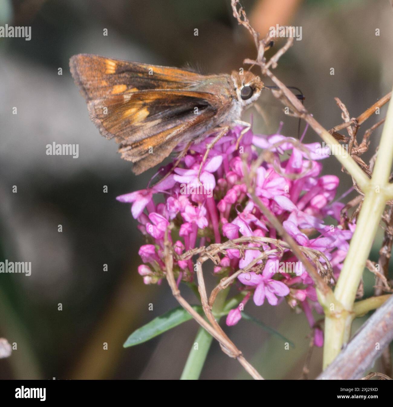 Umber Skipper (Lon melane) Insecta Stock Photo - Alamy