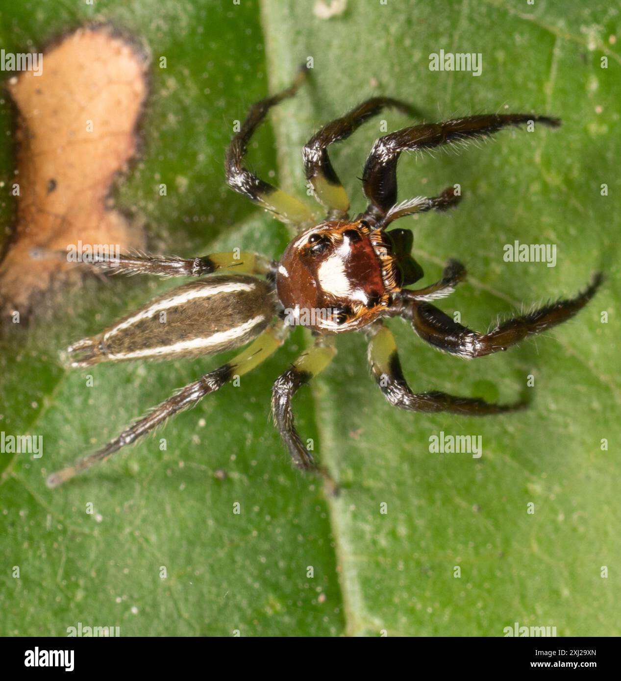 Sylvan Jumping Spider (Colonus sylvanus) Arachnida Stock Photo - Alamy