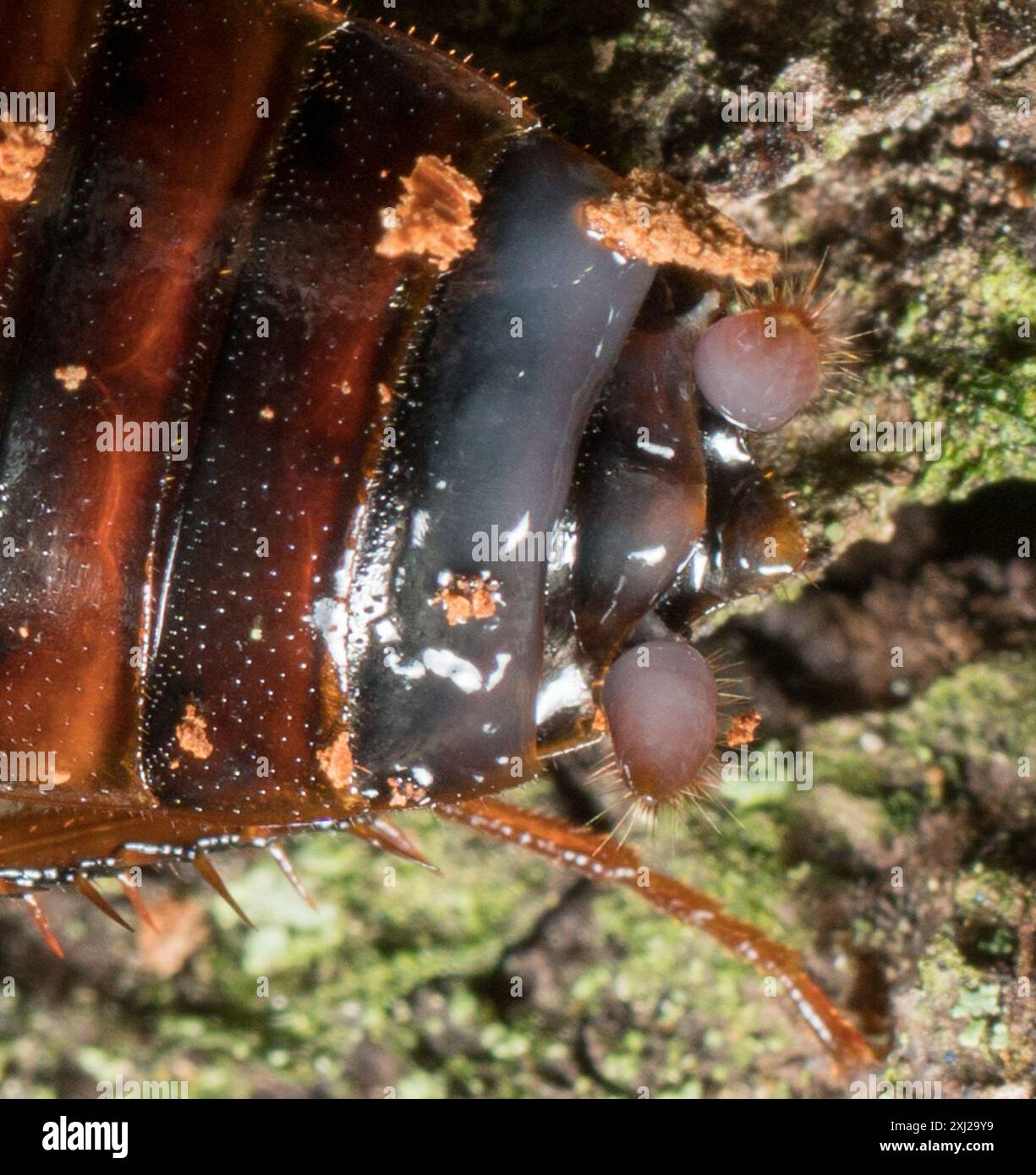 North American Wood Cockroaches (Parcoblatta) Insecta Stock Photo - Alamy
