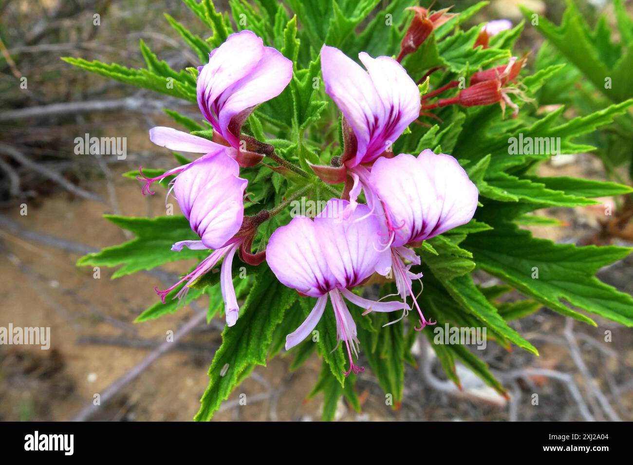 Lemonbalm Storksbill (Pelargonium citronellum) Plantae Stock Photo - Alamy