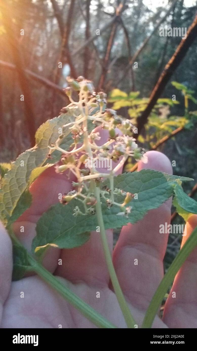 European Red Elder (Sambucus racemosa racemosa) Plantae Stock Photo - Alamy