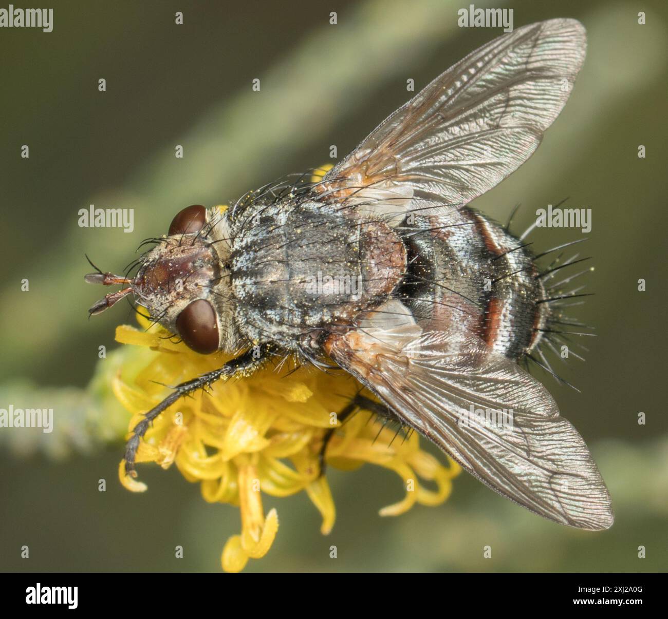 Bristle Flies (Tachinidae) Insecta Stock Photo - Alamy