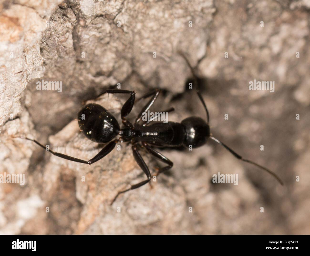 Hairless Smooth Carpenter Ant (Camponotus laevigatus) Insecta Stock ...