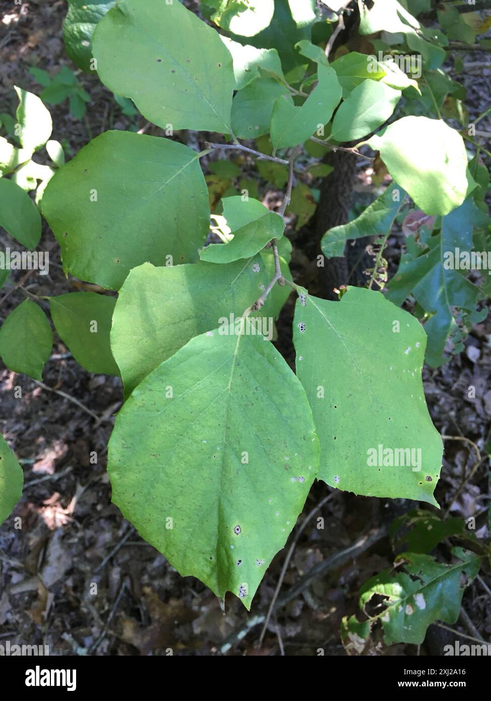 Bigleaf snowbell hi-res stock photography and images - Alamy