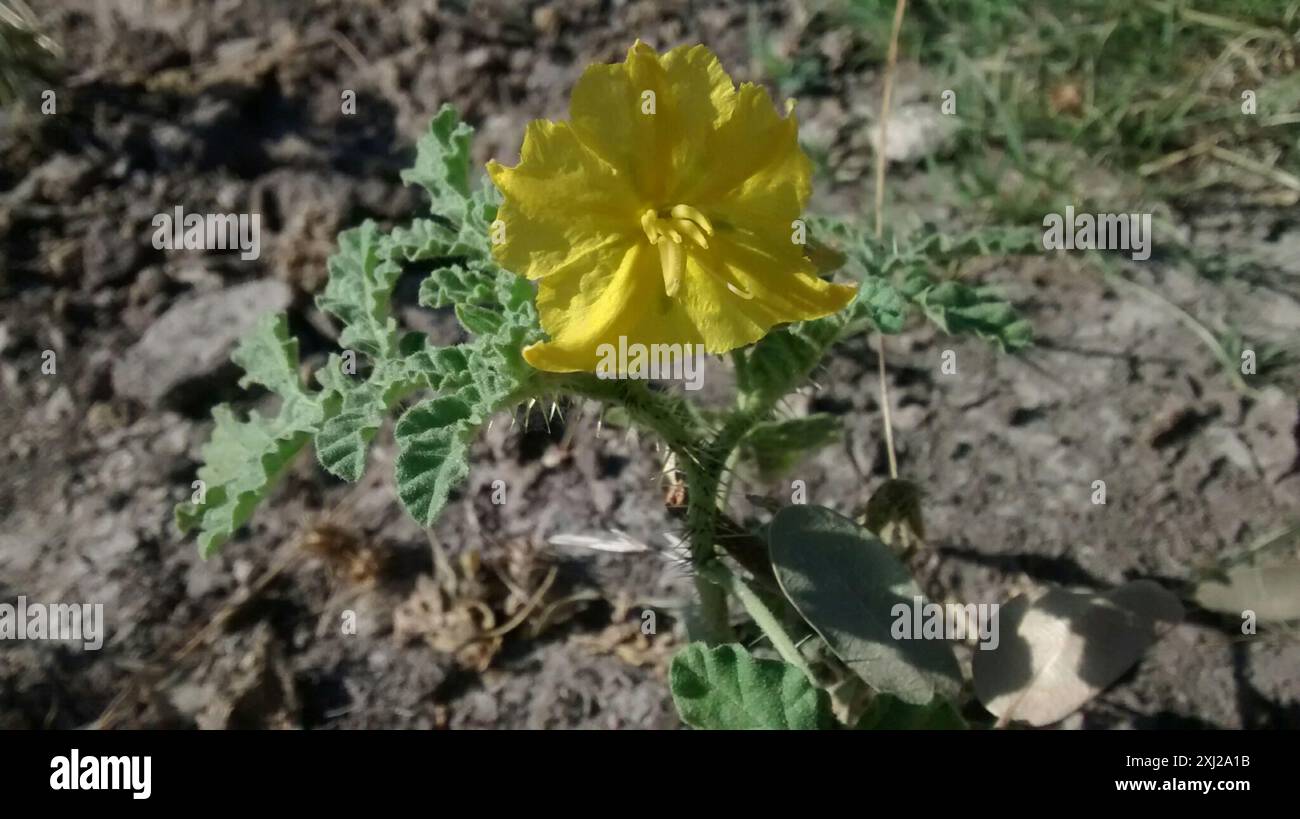 buffalo-bur (Solanum rostratum) Plantae Stock Photo - Alamy