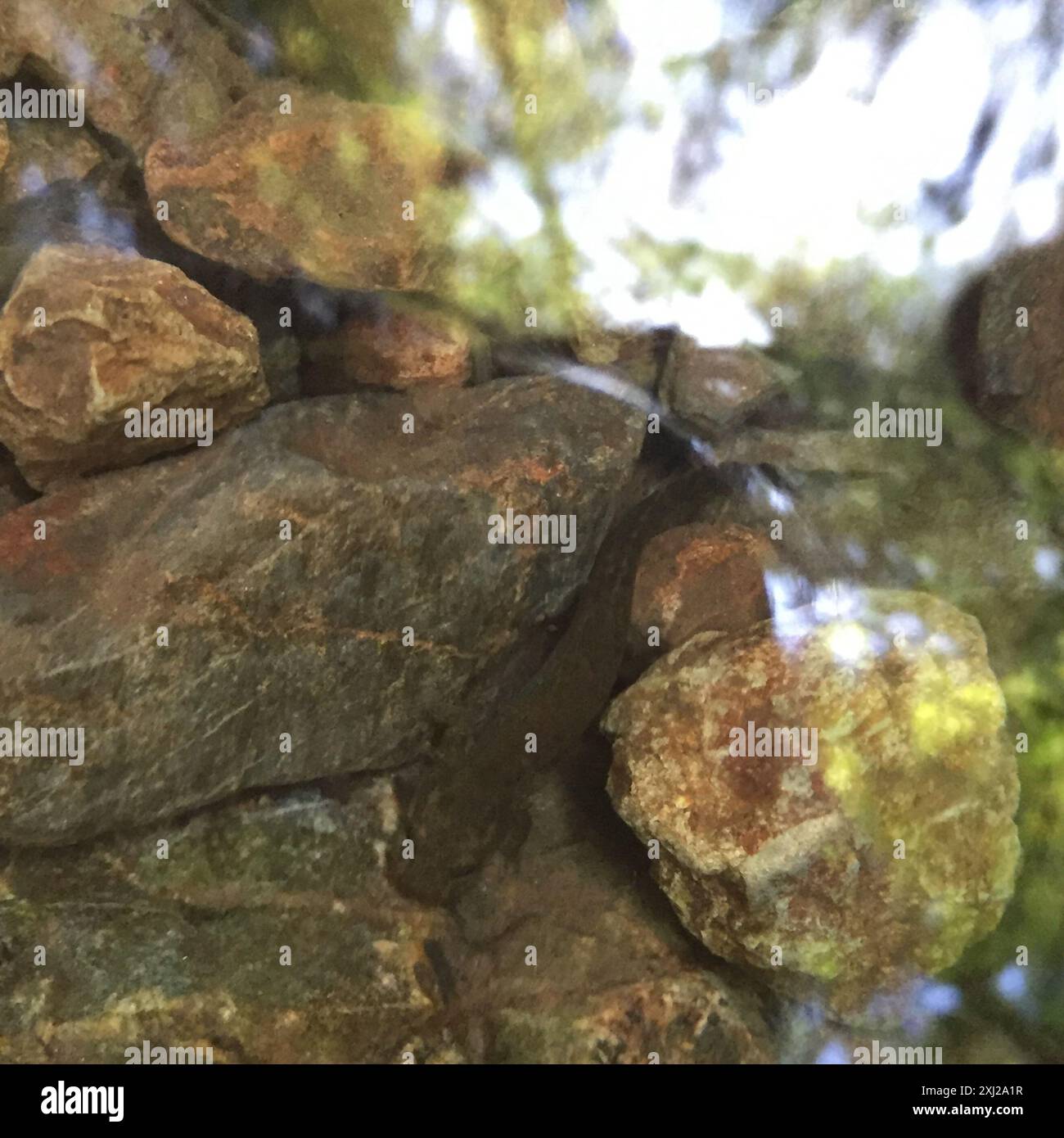 California Giant Salamander (Dicamptodon ensatus) Amphibia Stock Photo ...