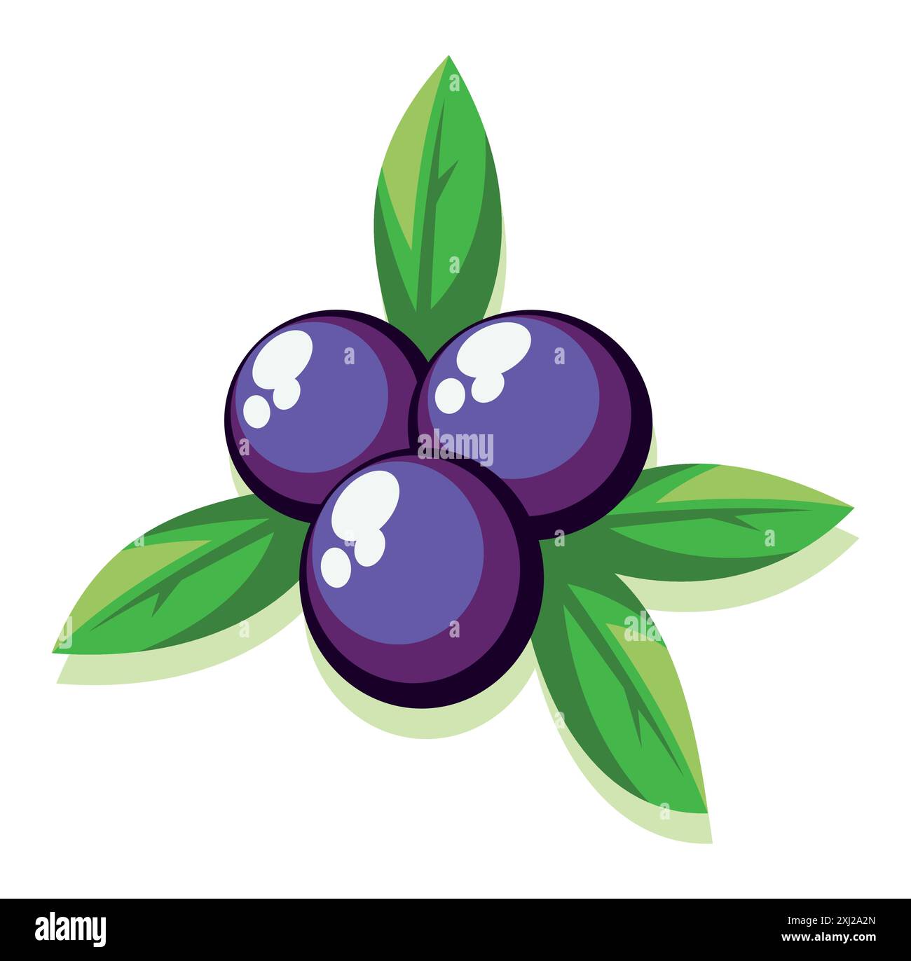 Vector illustration of Acai fruit in graphic style. Editable artwork ...