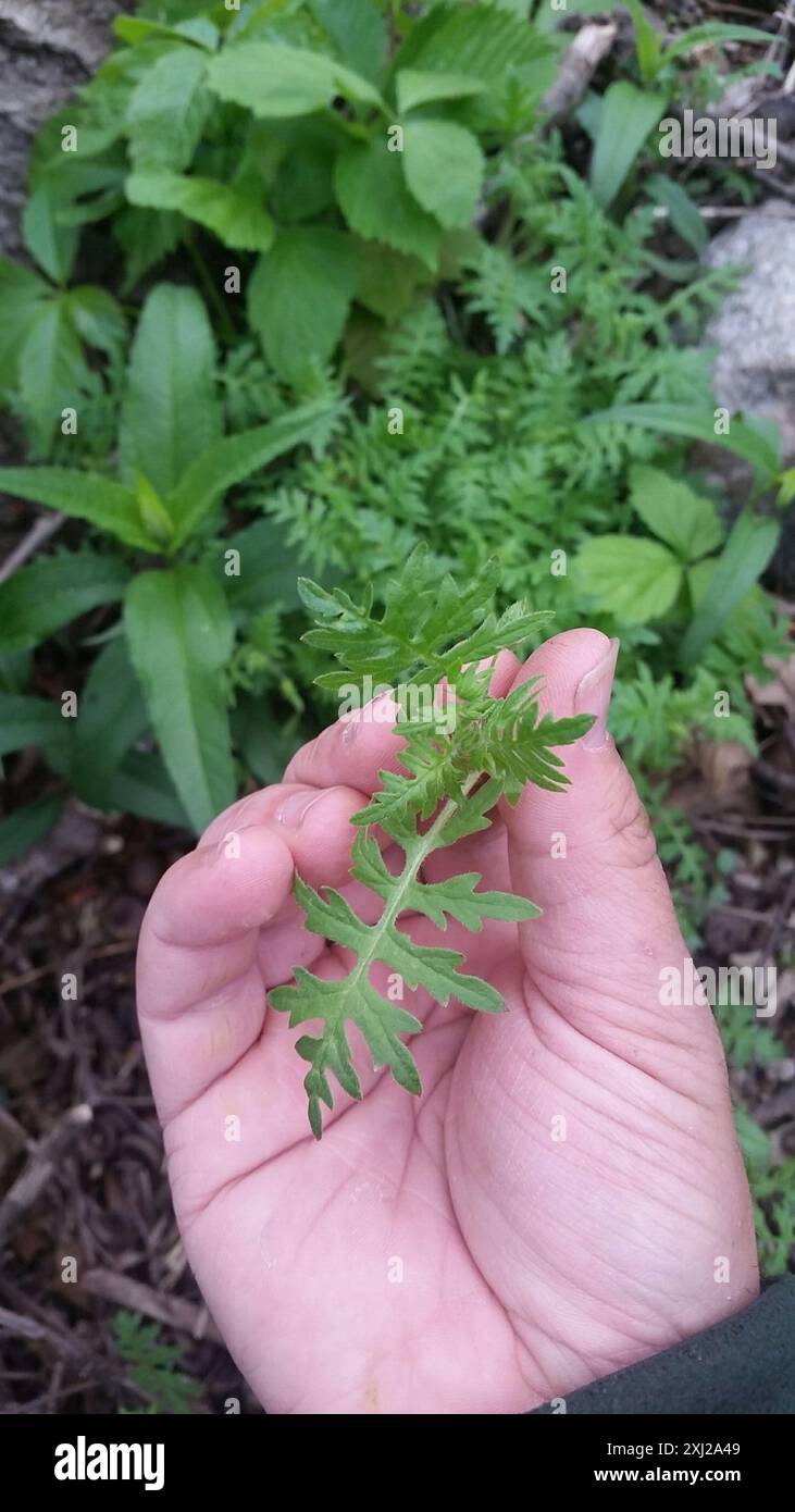 Aunt Lucy (Ellisia nyctelea) Plantae Stock Photo - Alamy