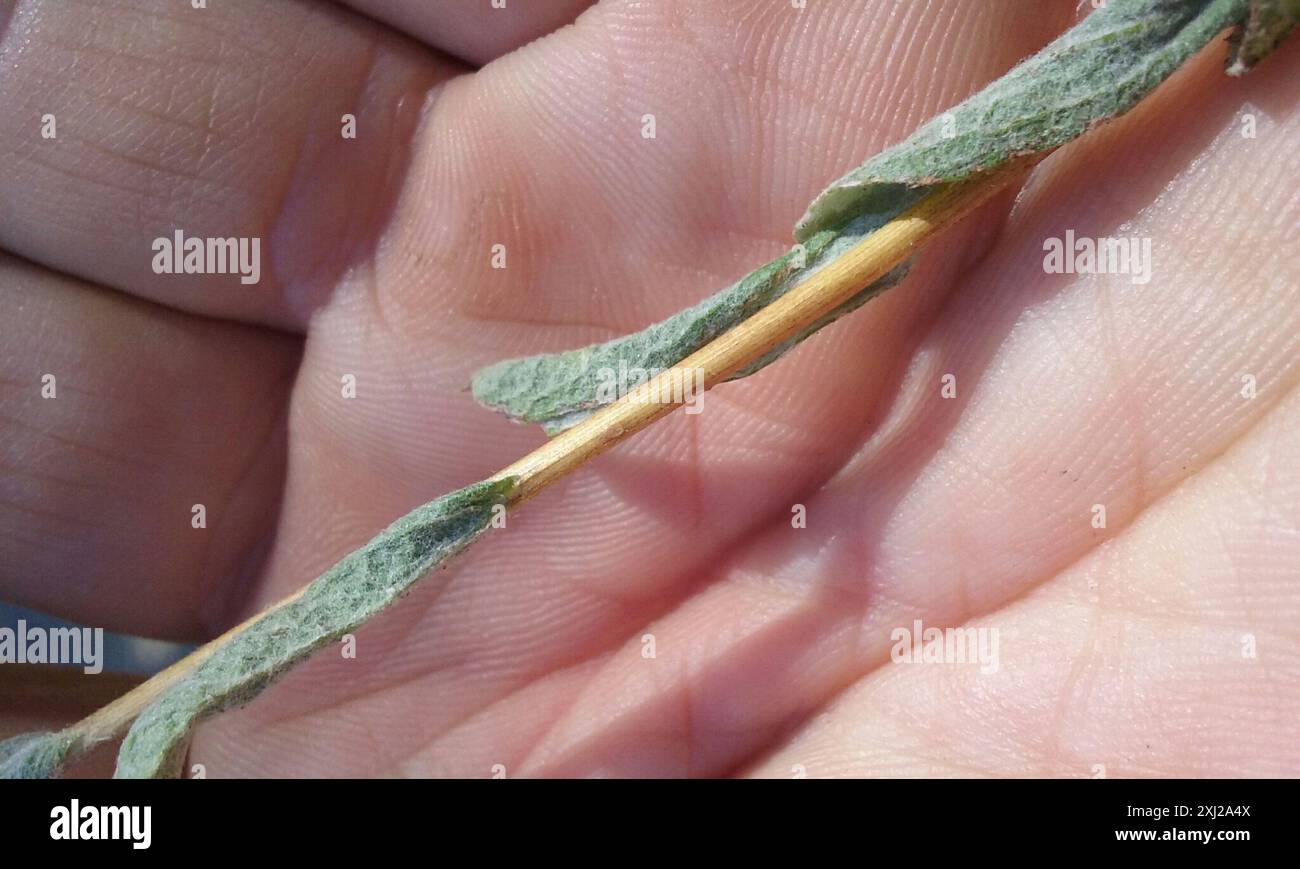 Lessingia leptoclada hi-res stock photography and images - Alamy