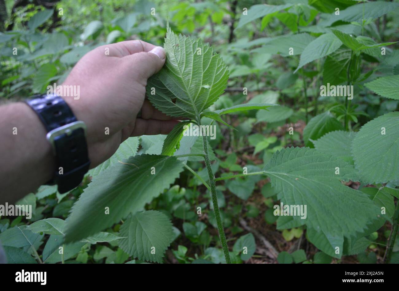 wood nettle (Laportea canadensis) Plantae Stock Photo - Alamy