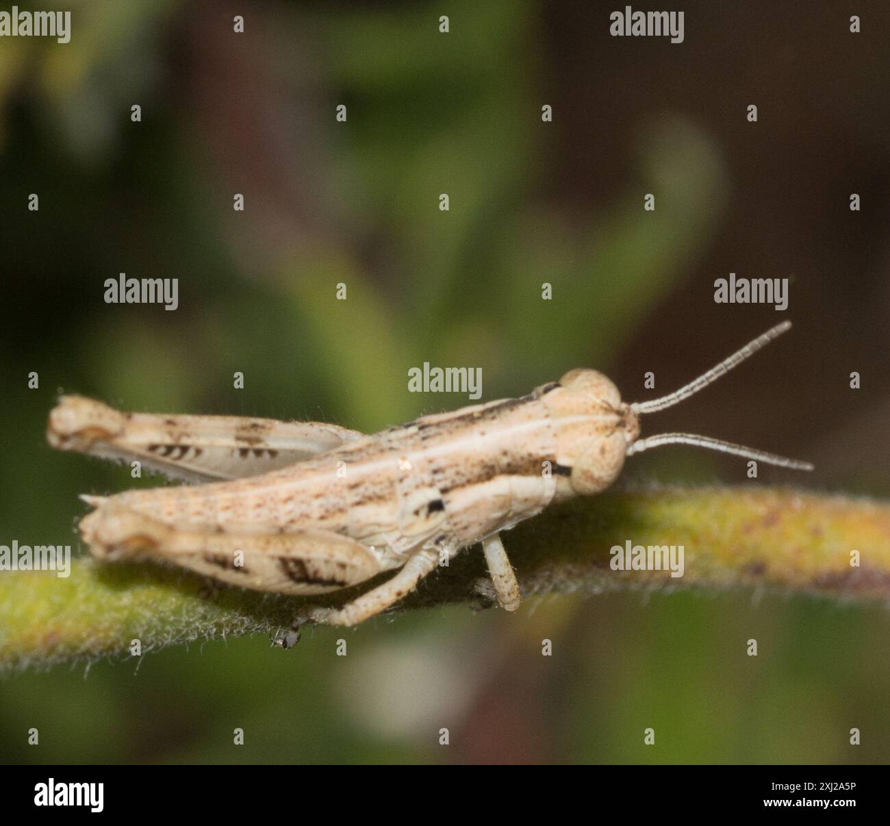 North American Spur-throated Grasshoppers (Melanoplus) Insecta Stock ...