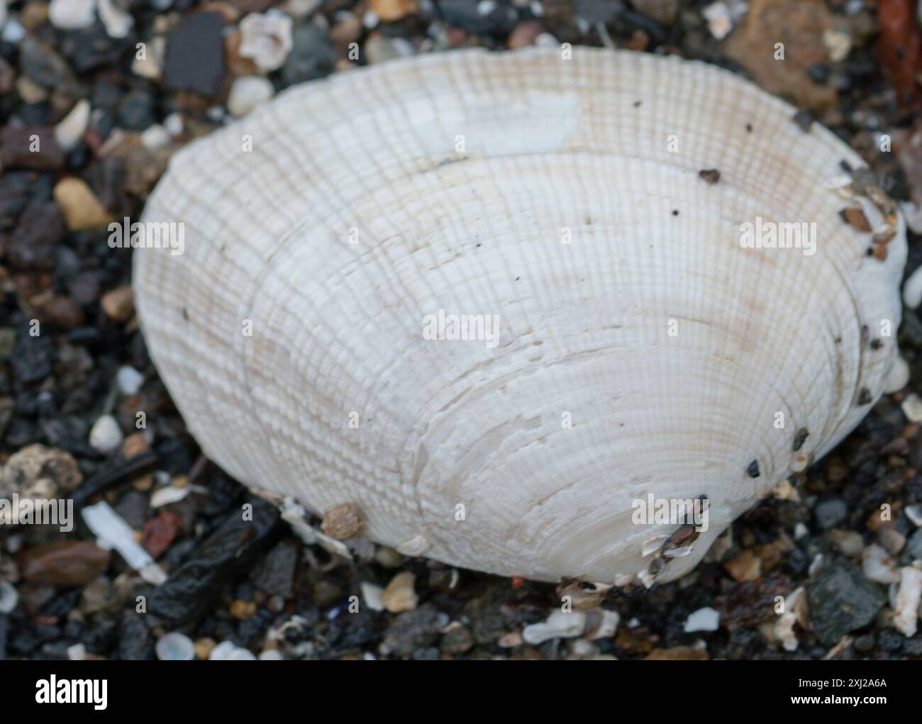 Japanese Littleneck (Ruditapes philippinarum) Mollusca Stock Photo - Alamy
