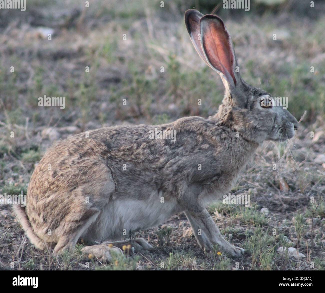 Black-tailed Jackrabbit (Lepus californicus) Mammalia Stock Photo - Alamy