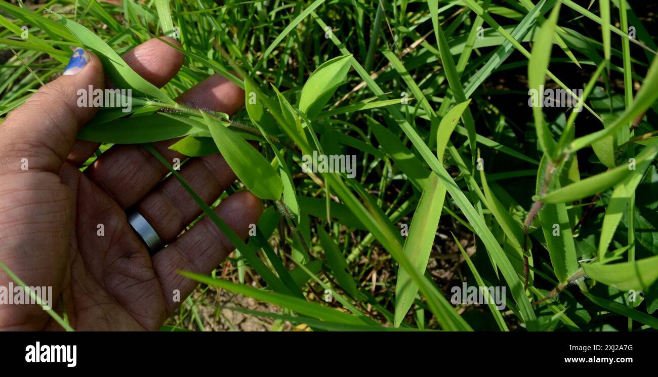 hairy rosette-panicgrass (Dichanthelium acuminatum) Plantae Stock Photo ...