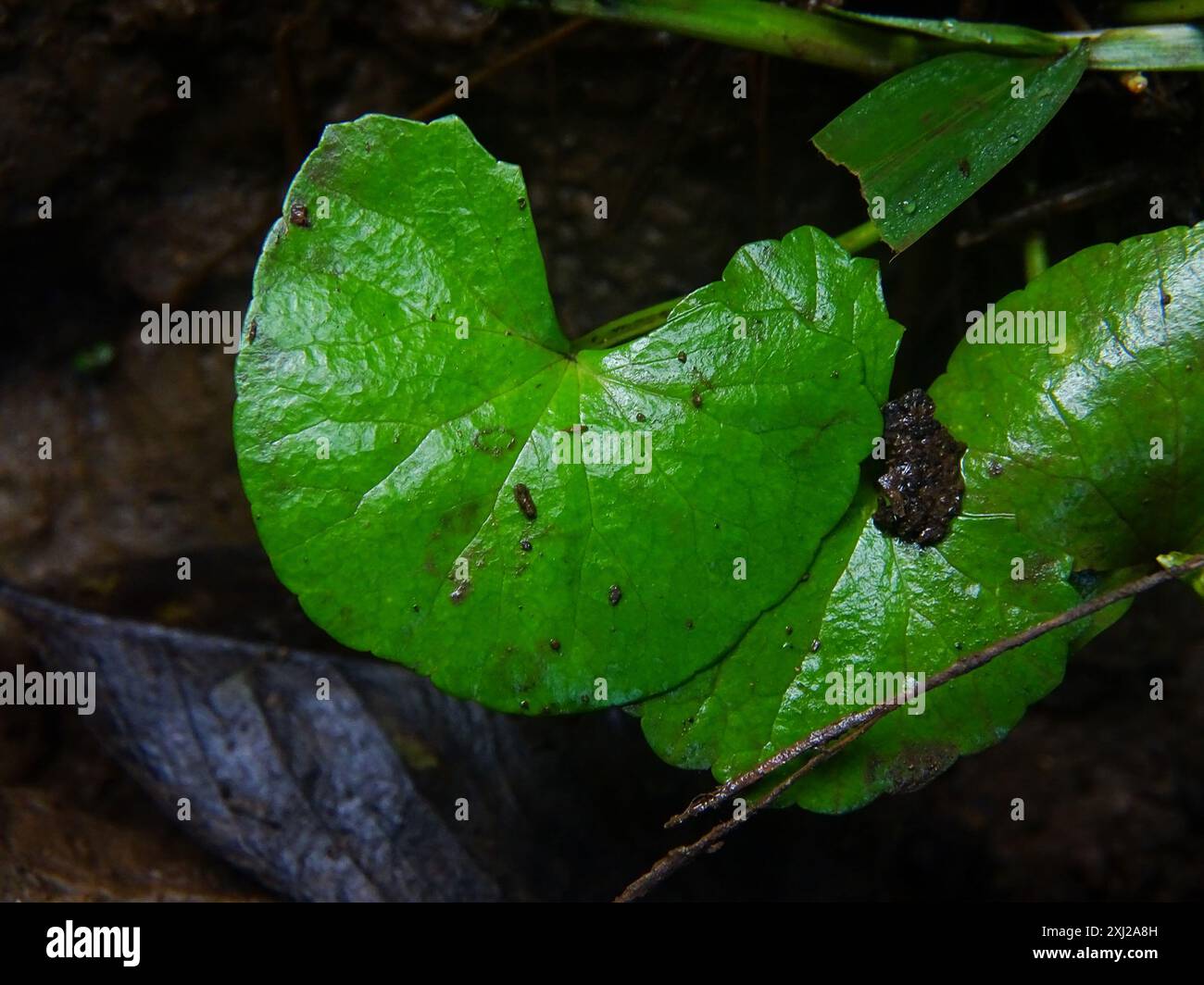 Gotu Cola (Centella asiatica) Plantae Stock Photo - Alamy