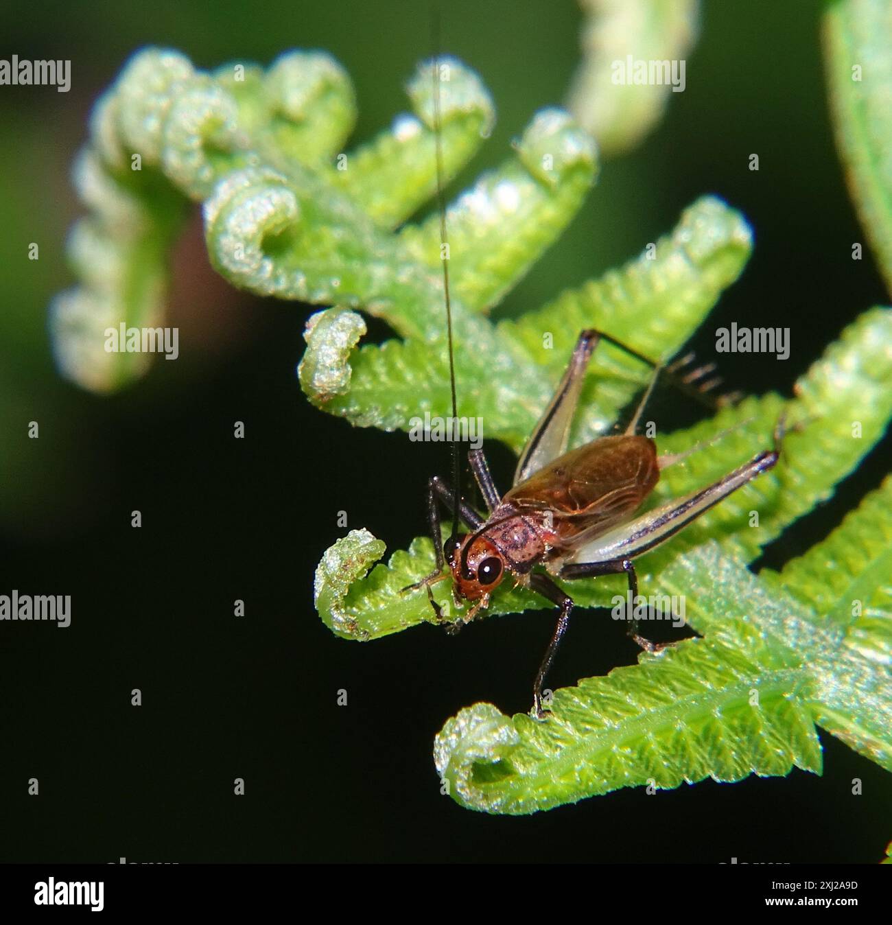 Trigs and Sword-tailed Crickets (Trigonidiinae) Insecta Stock Photo - Alamy