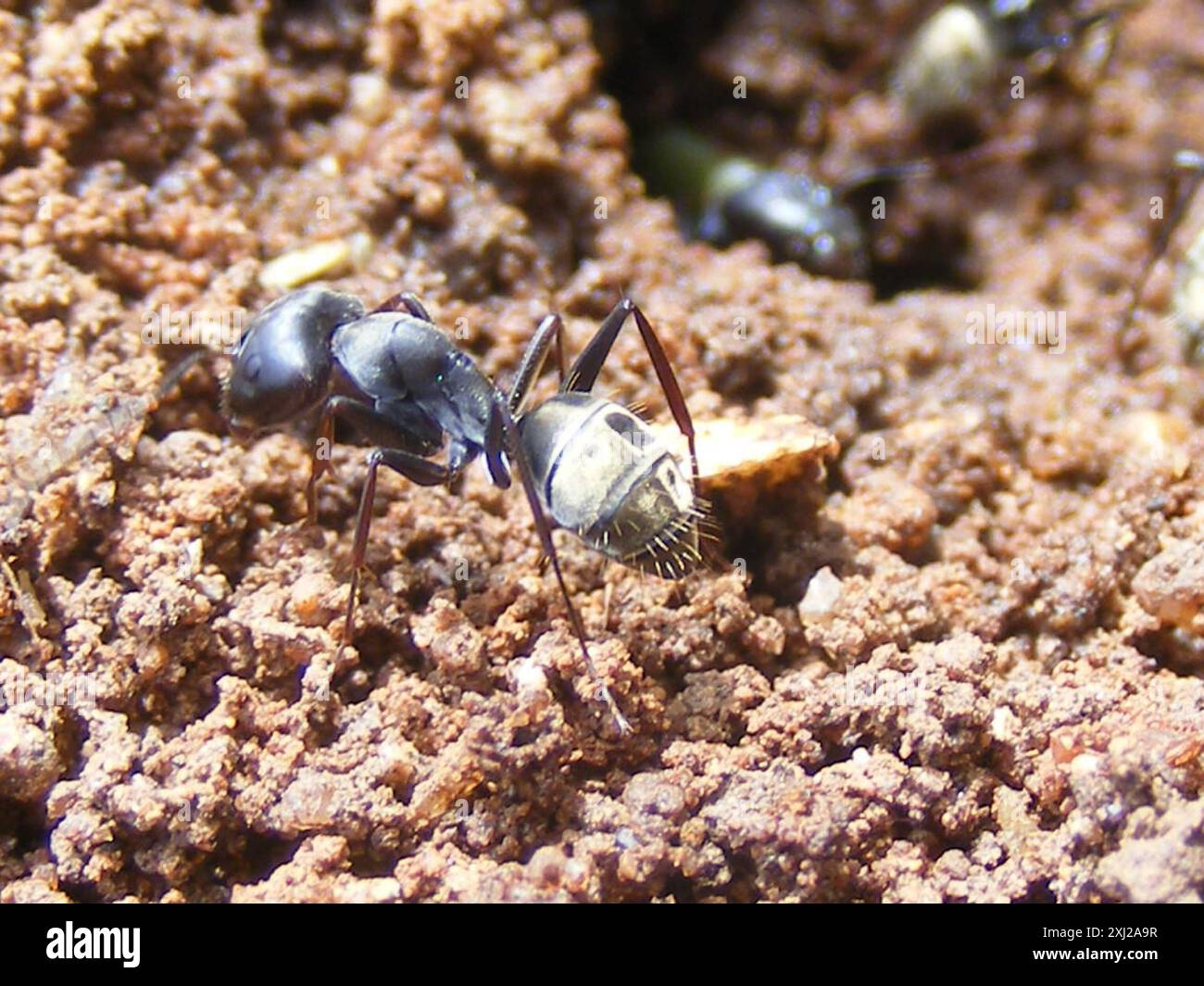 Shiny sugar ant (Camponotus cinctellus) Insecta Stock Photo - Alamy