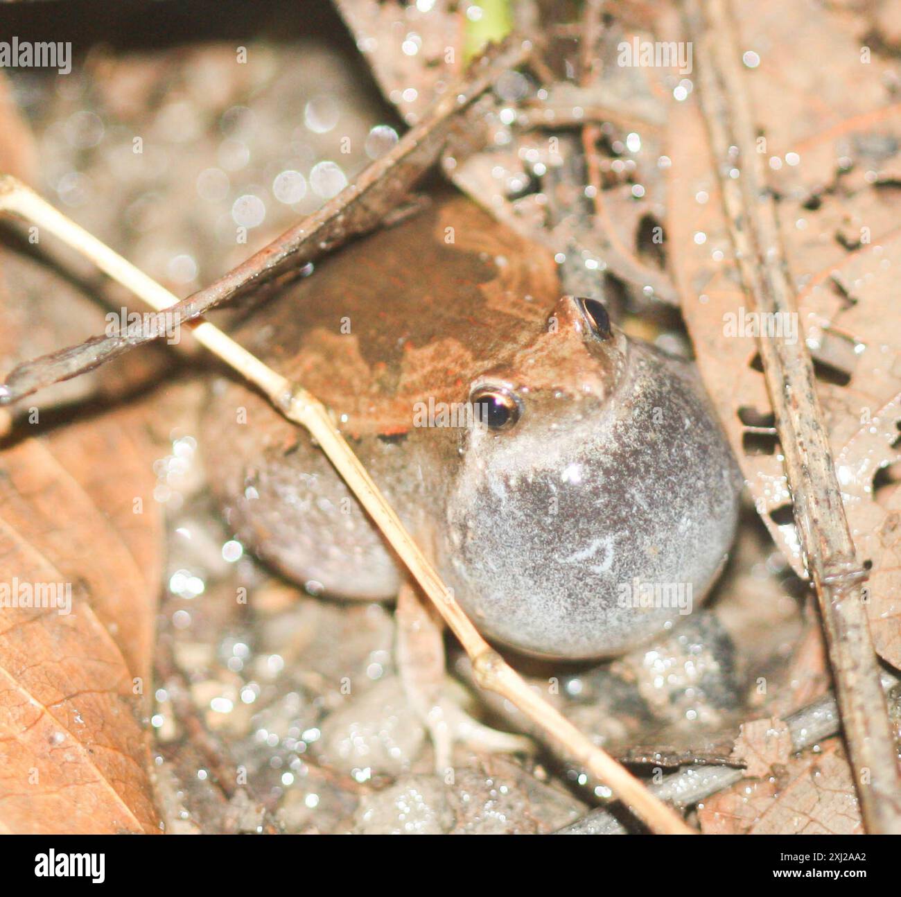Mukhlesur's Narrow-mouthed Frog (Microhyla mukhlesuri) Amphibia Stock ...