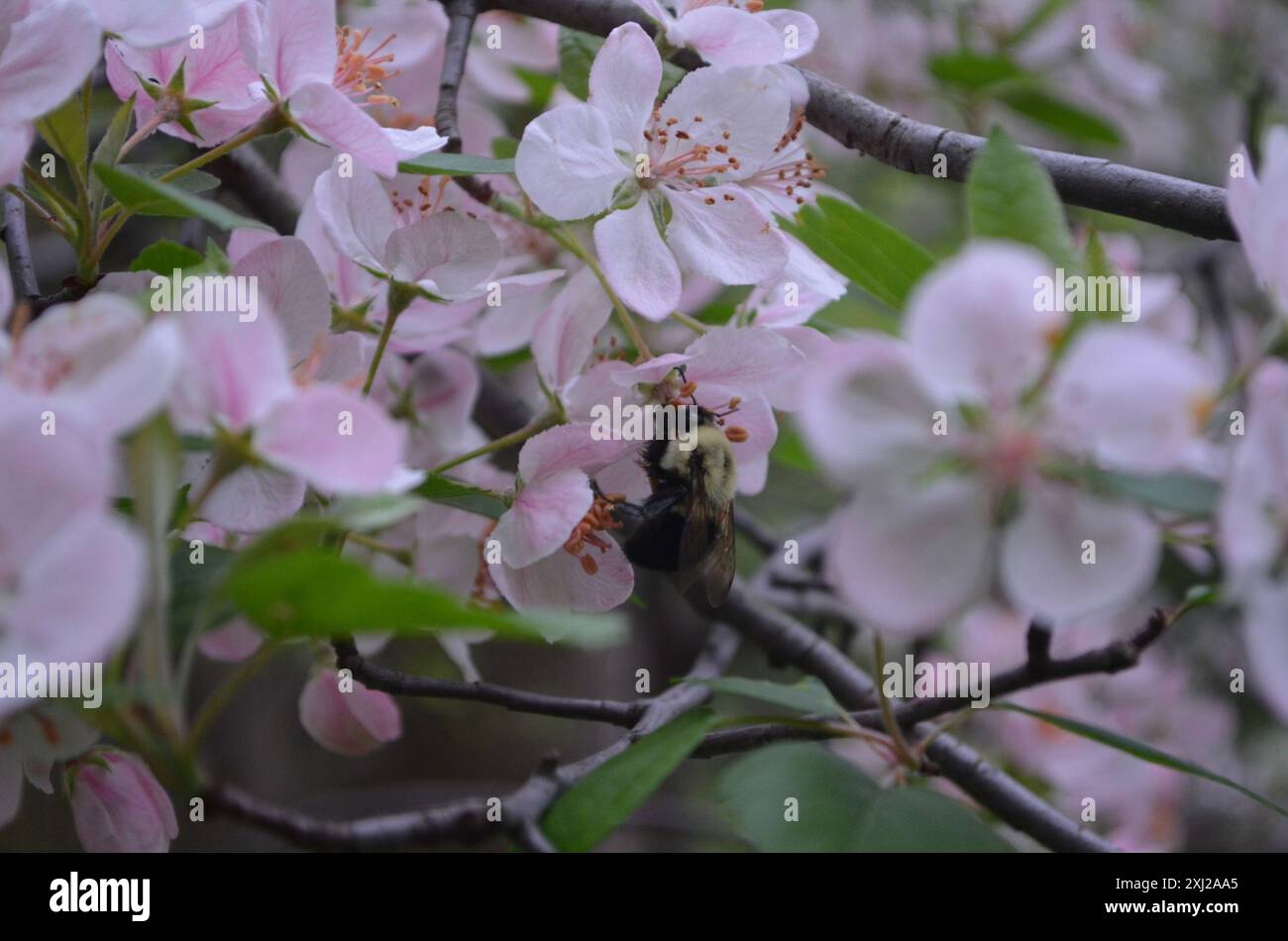 sweet crabapple (Malus coronaria) Plantae Stock Photo - Alamy