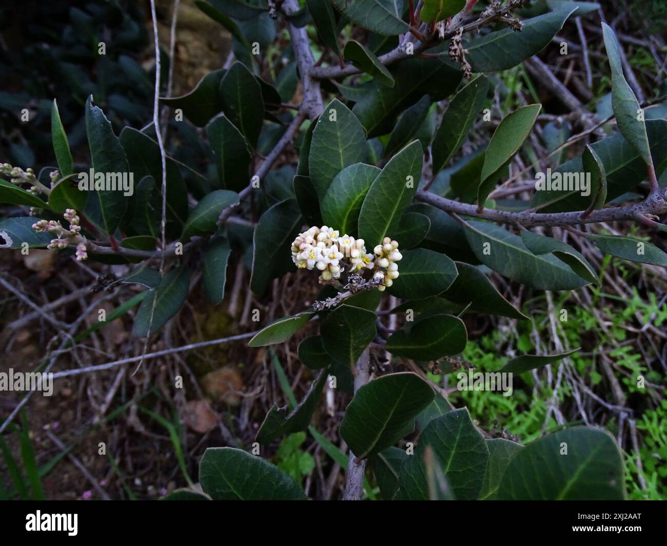 lemonade berry (Rhus integrifolia) Plantae Stock Photo - Alamy