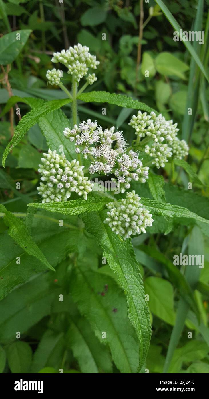 common boneset (Eupatorium perfoliatum) Plantae Stock Photo - Alamy
