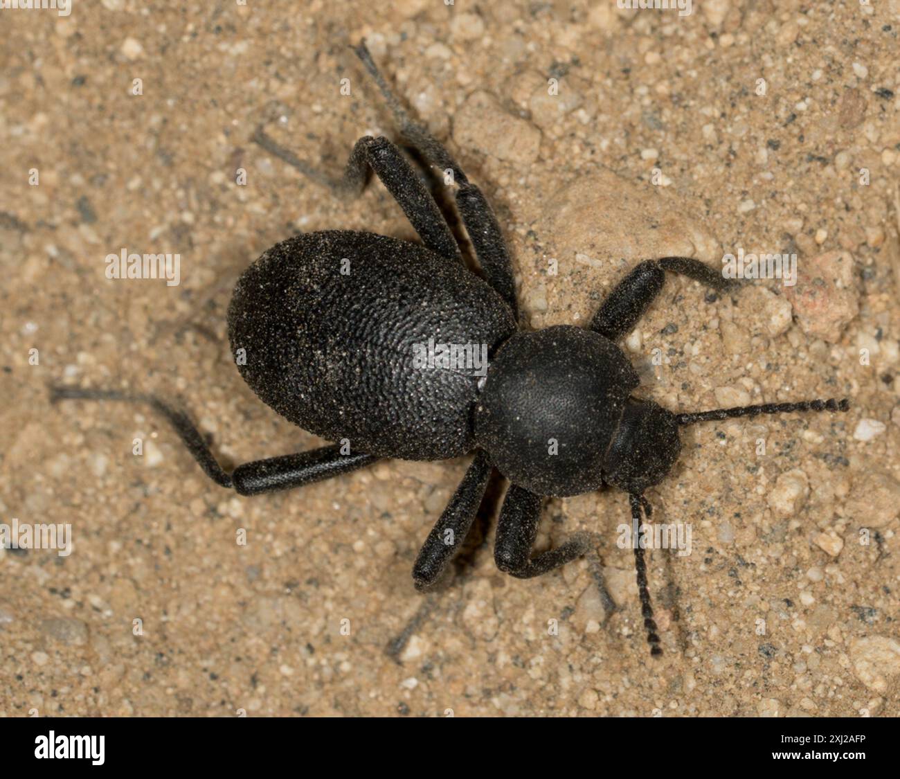 Desert Stink Beetles (Eleodes) Insecta Stock Photo - Alamy