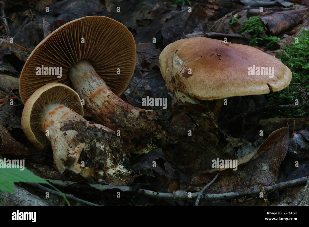 Red banded webcap hi-res stock photography and images - Alamy