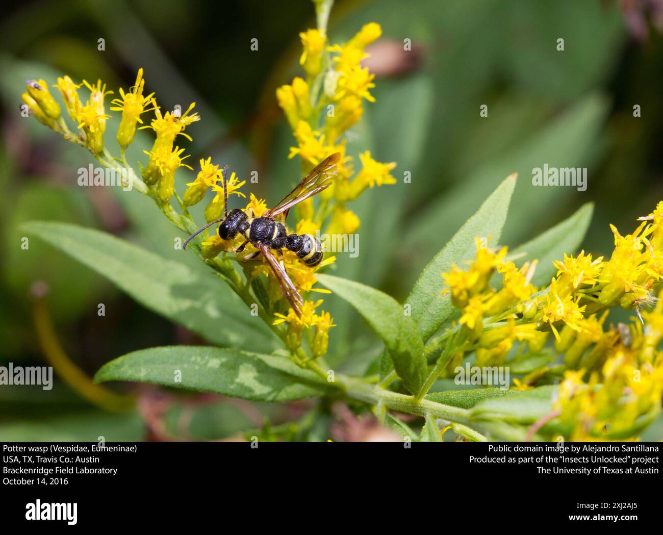 Typical Weevil Wasps and Allies (Cerceris) Insecta Stock Photo - Alamy