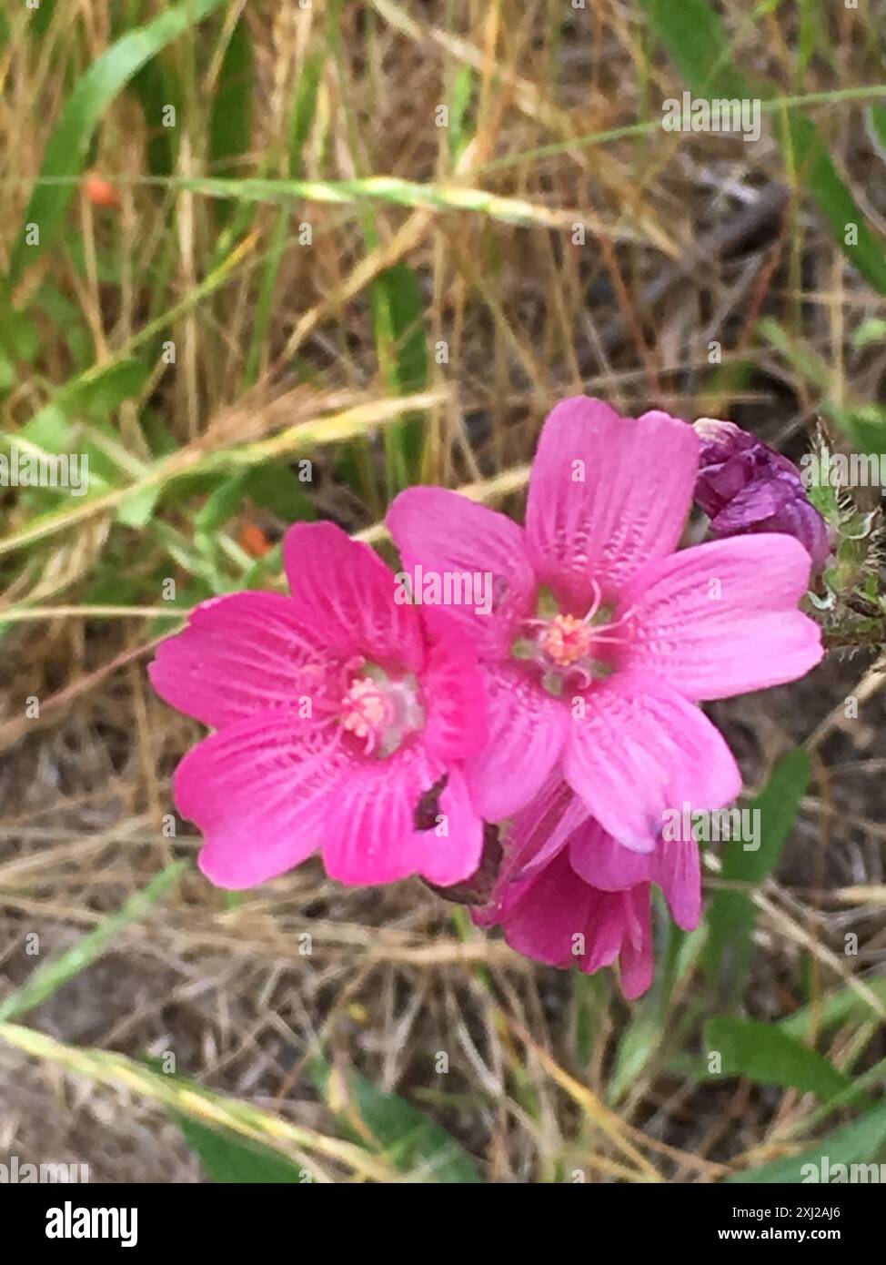 checkerbloom (Sidalcea malviflora) Plantae Stock Photo - Alamy