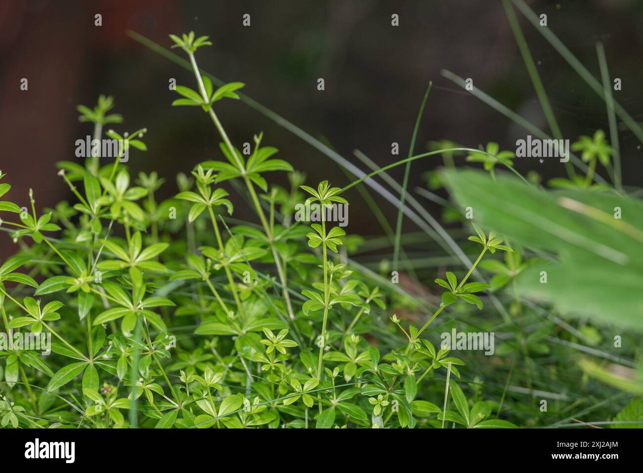 fragrant bedstraw (Galium triflorum) Plantae Stock Photo - Alamy
