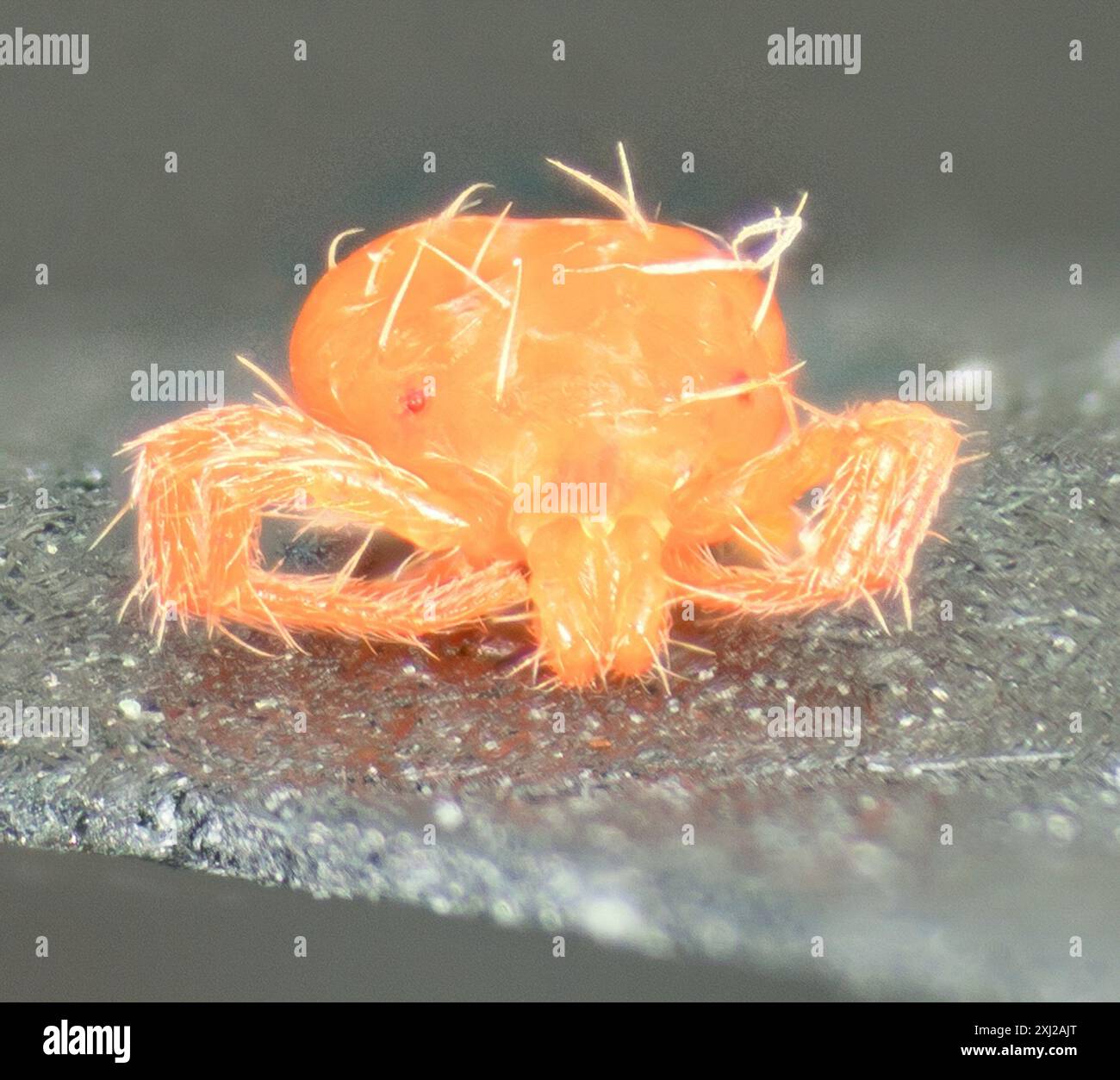 Mites and Ticks (Acari) Arachnida Stock Photo - Alamy