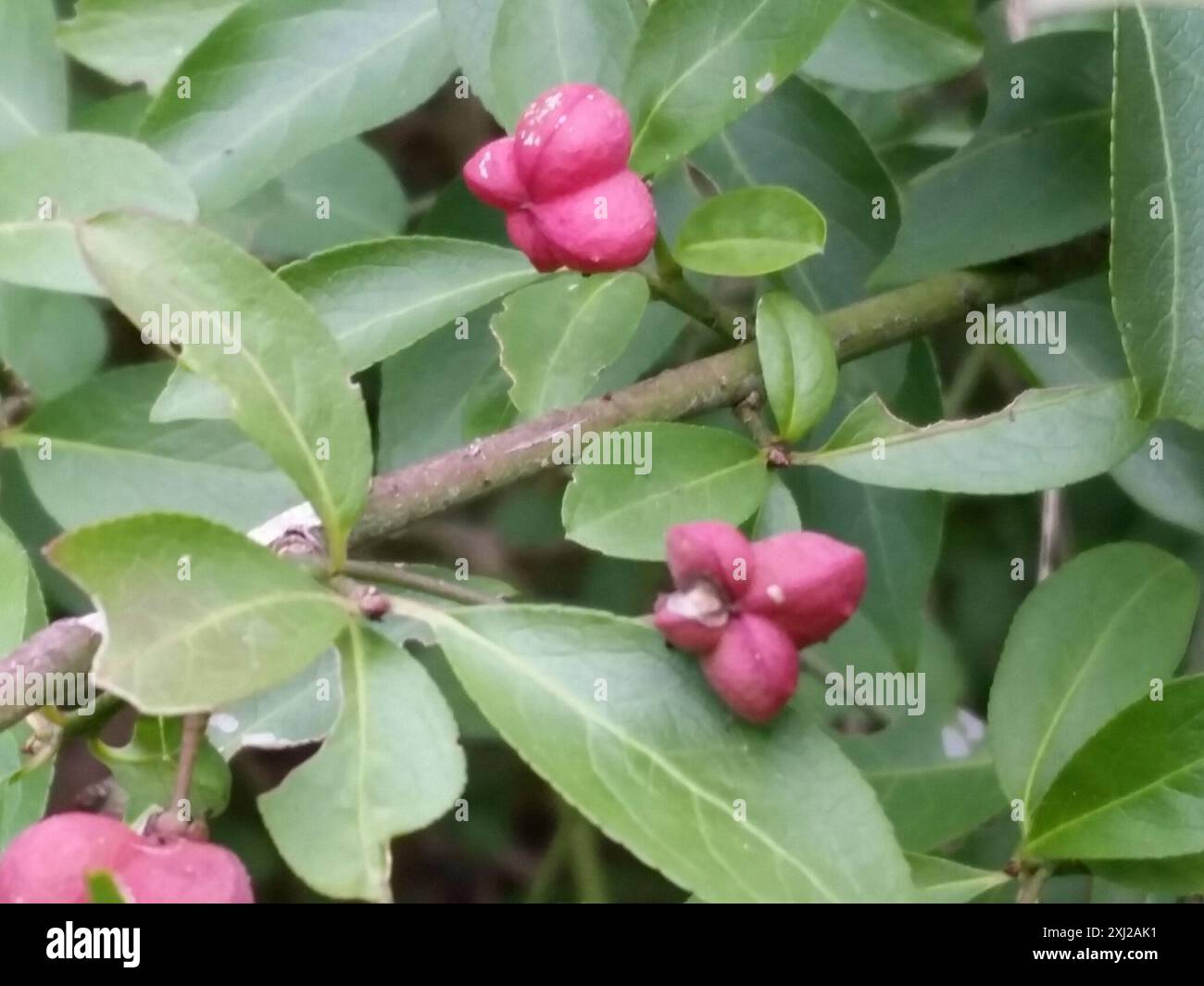 Spindle (Euonymus europaeus) Plantae Stock Photo - Alamy