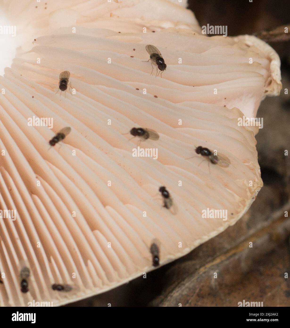 (Mycodrosophila stalkeri) Insecta Stock Photo - Alamy