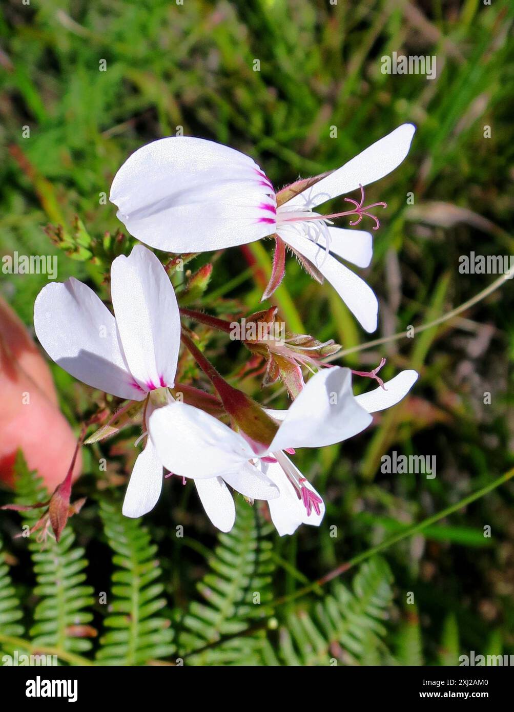 Threes Storksbill (Pelargonium ternatum) Plantae Stock Photo - Alamy
