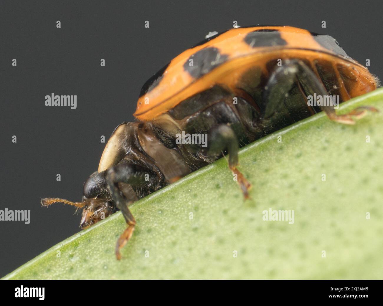 Asian Lady Beetle (Harmonia axyridis) Insecta Stock Photo - Alamy