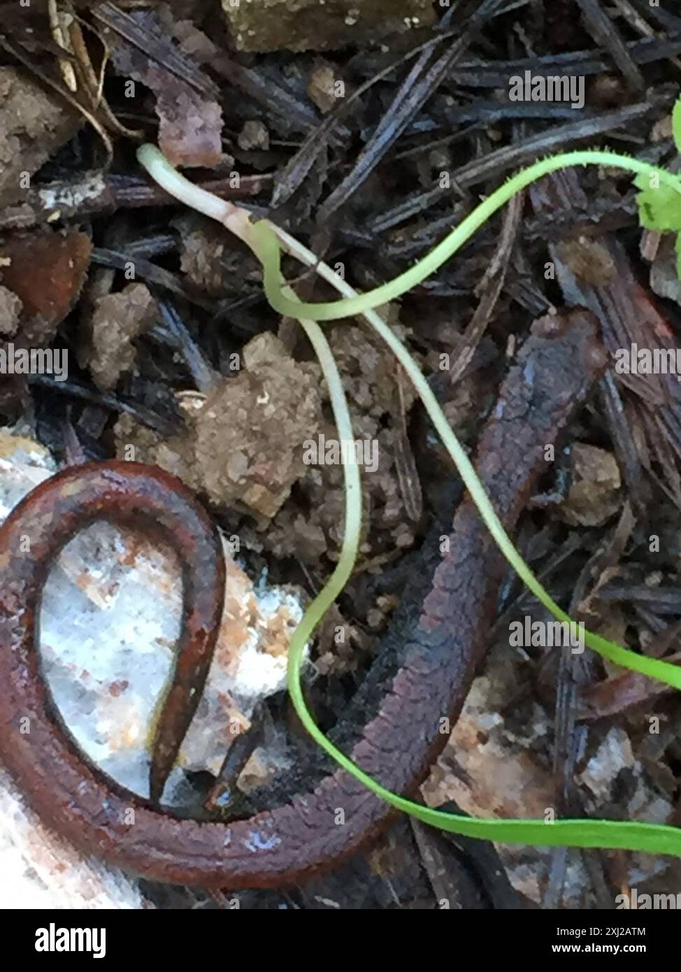 California Slender Salamander (Batrachoseps attenuatus) Amphibia Stock ...
