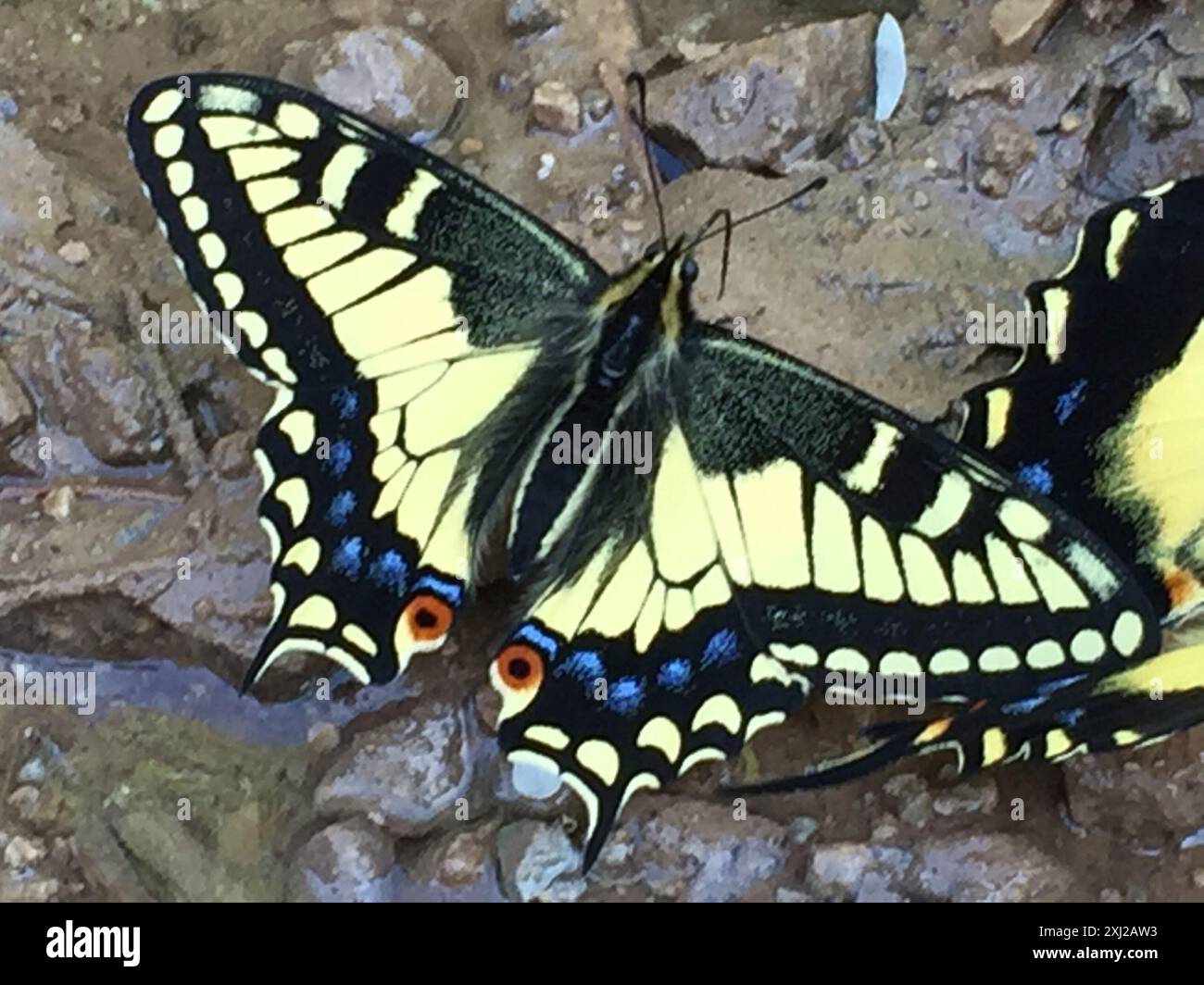 Anise Swallowtail (Papilio zelicaon) Insecta Stock Photo - Alamy