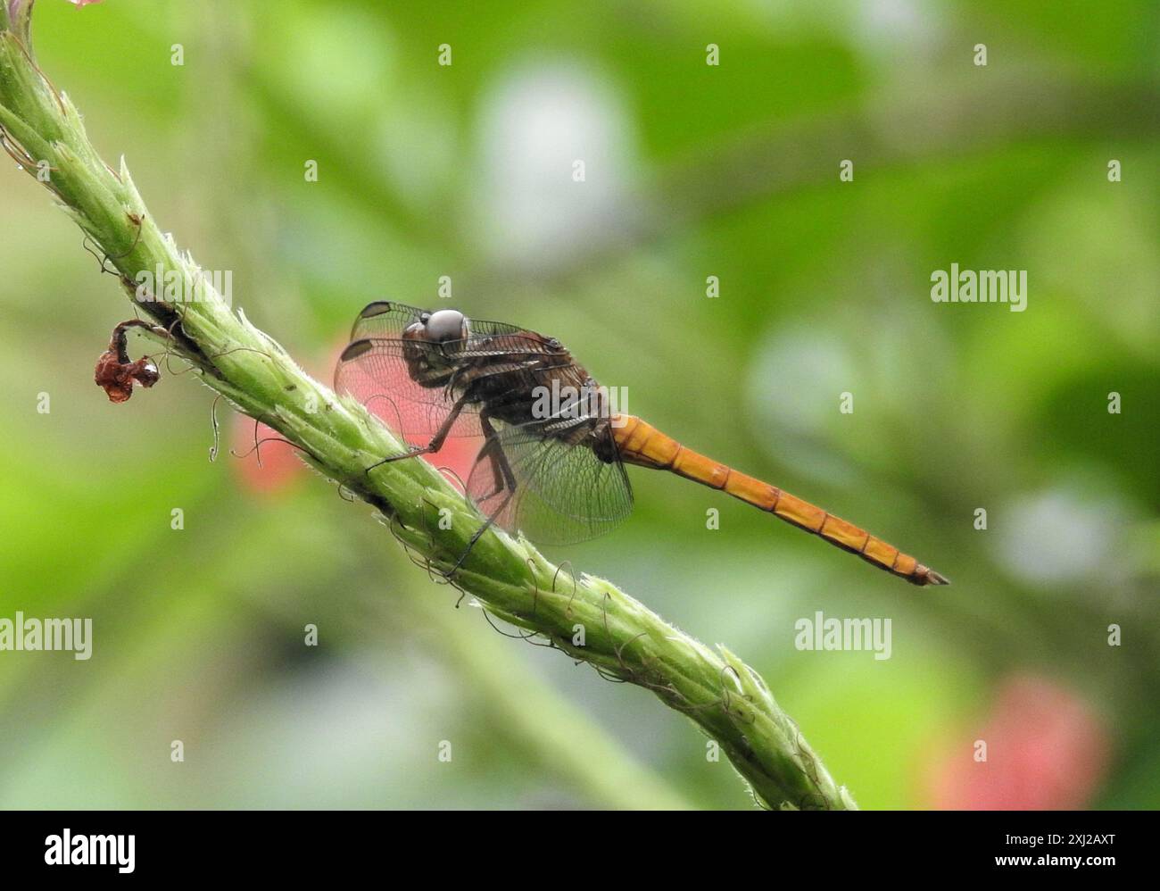 Skimmers (Libellulidae) Insecta Stock Photo - Alamy