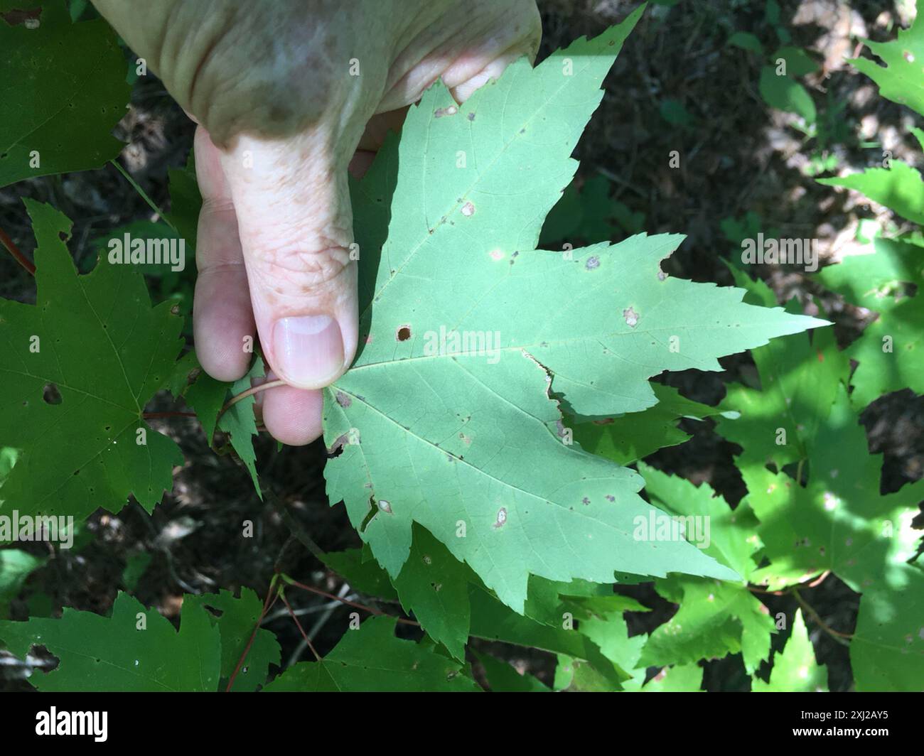 Eastern Red Maple (Acer rubrum rubrum) Plantae Stock Photo - Alamy