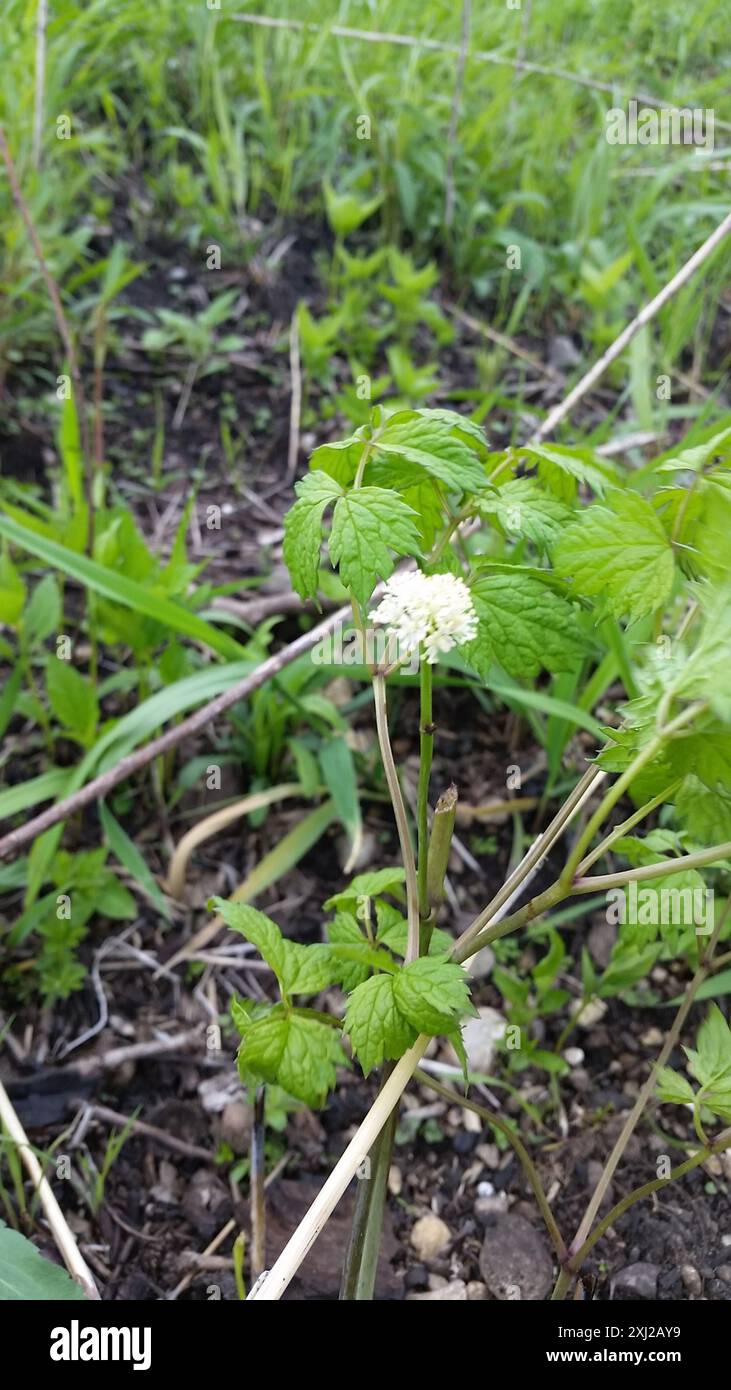 white baneberry (Actaea pachypoda) Plantae Stock Photo - Alamy