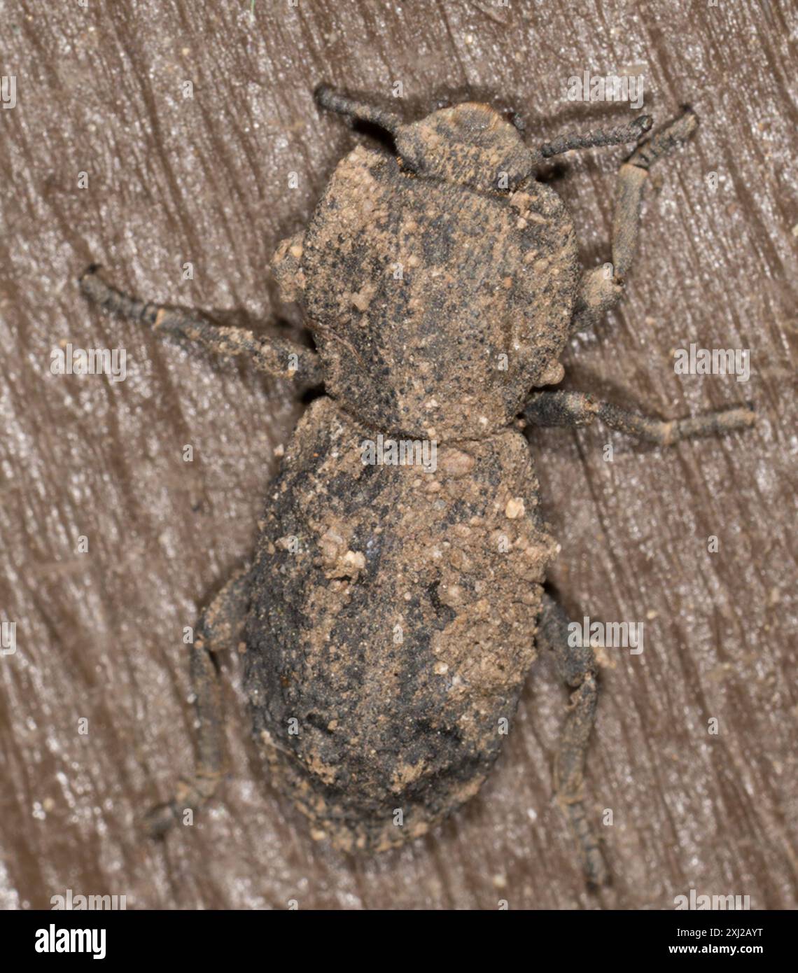 Diabolical Ironclad Beetle (Phloeodes diabolicus) Insecta Stock Photo ...