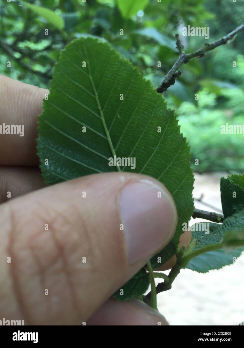 white alder (Alnus rhombifolia) Plantae Stock Photo - Alamy