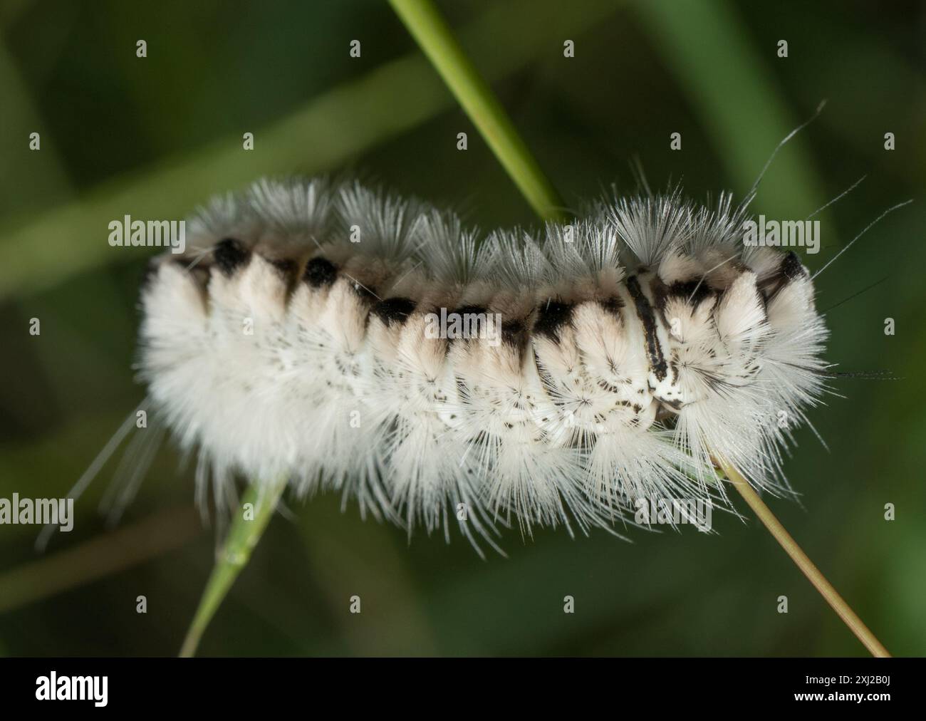 Hickory Tussock Moth (Lophocampa caryae) Insecta Stock Photo - Alamy