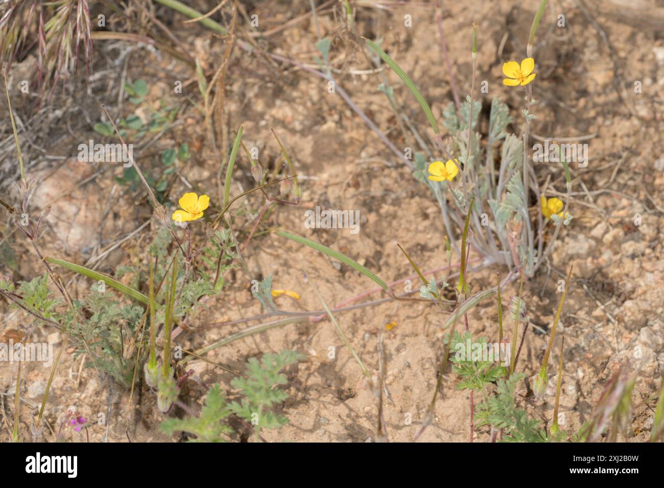 Little Gold Poppy (Eschscholzia minutiflora) Plantae Stock Photo - Alamy