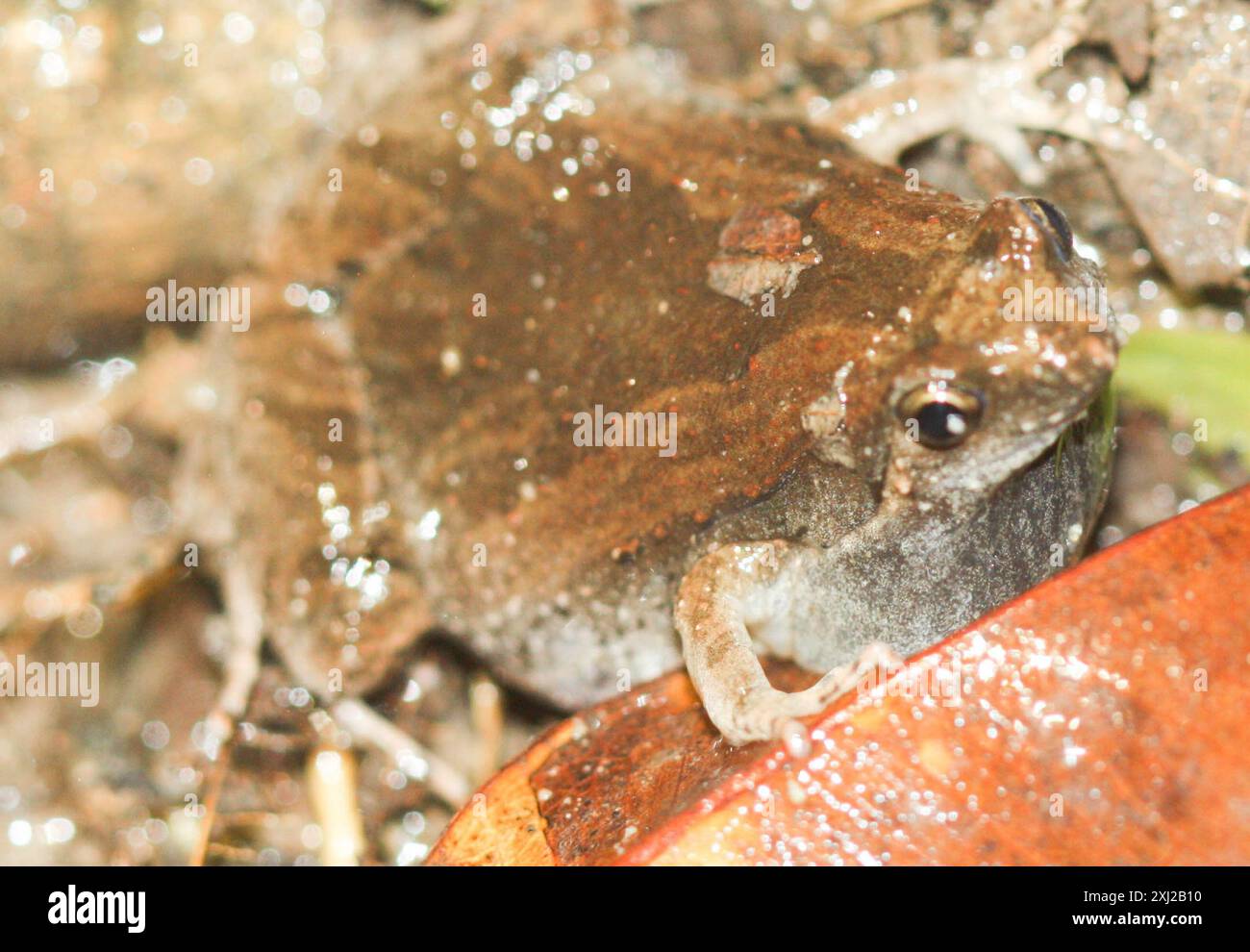 Mukhlesur's Narrow-mouthed Frog (Microhyla mukhlesuri) Amphibia Stock ...