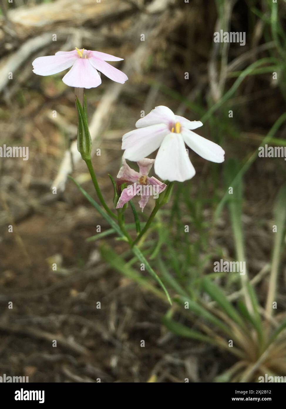 Longleaf Phlox (Phlox longifolia) Plantae Stock Photo - Alamy